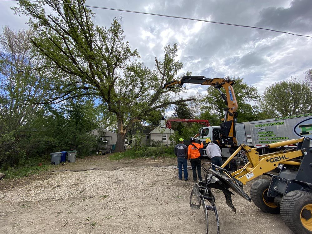 Tree Cabling and Bracing Boise - Certified & Licensed Arborists
